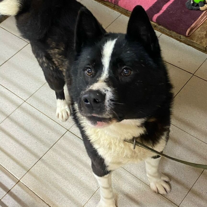 Русско-европейская лайка, взрослый пёс из приюта