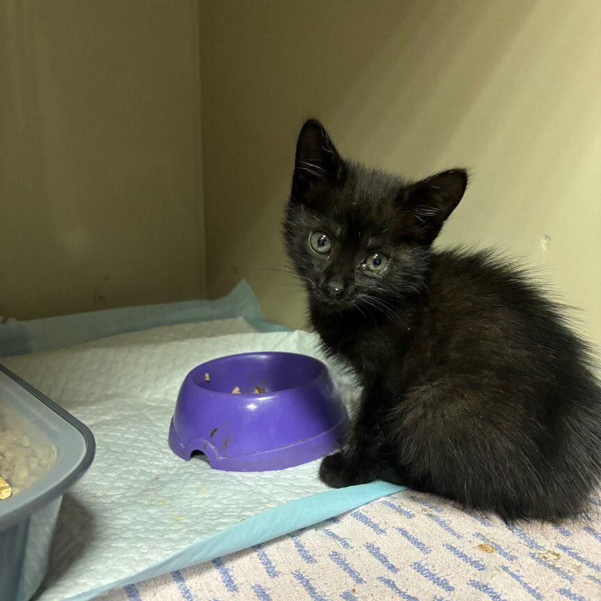 Котёнок Мэджик в очень добрые руки