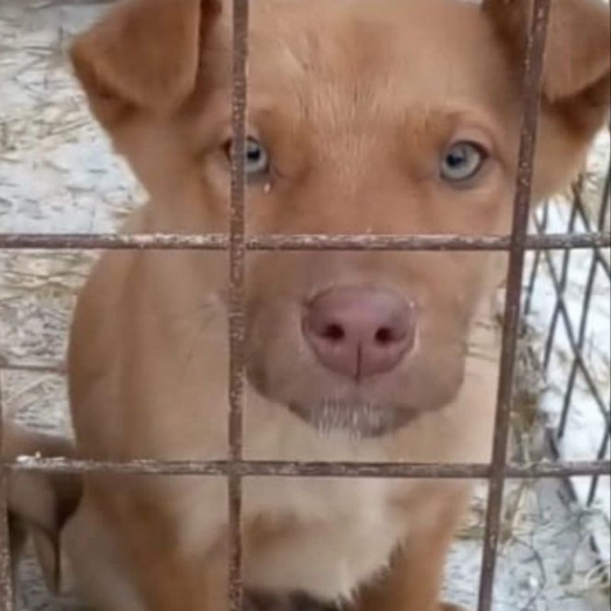Щенок в добрые руки бесплатно