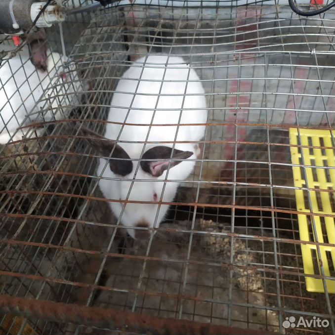 Калифорнийские кролики