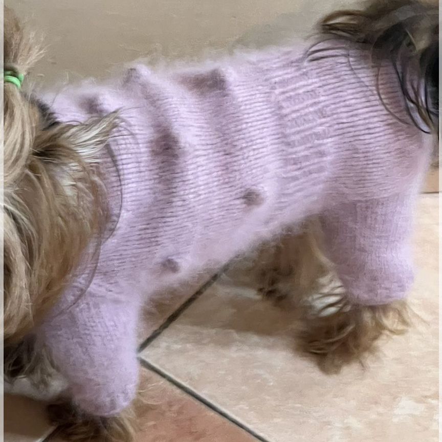 Свитер для мини йорка