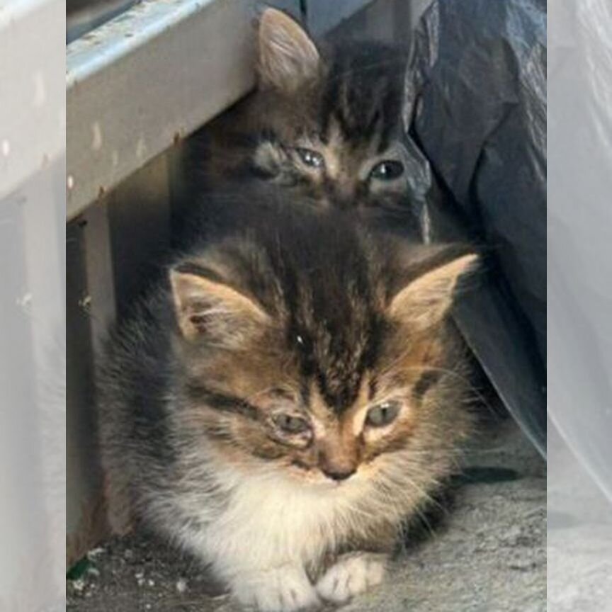 Котята в добрые руки
