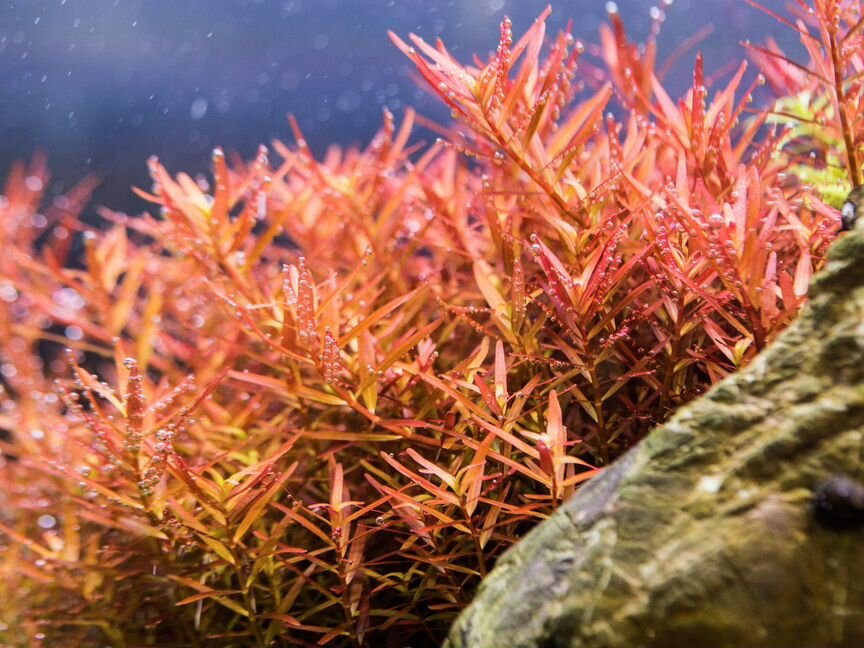 Ротала круглолистная H’Ra (Rotala rotundifolia "H