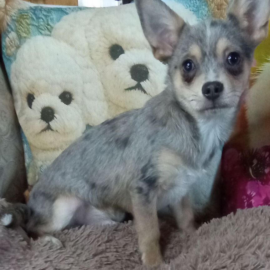 Чихуахуа, щенок