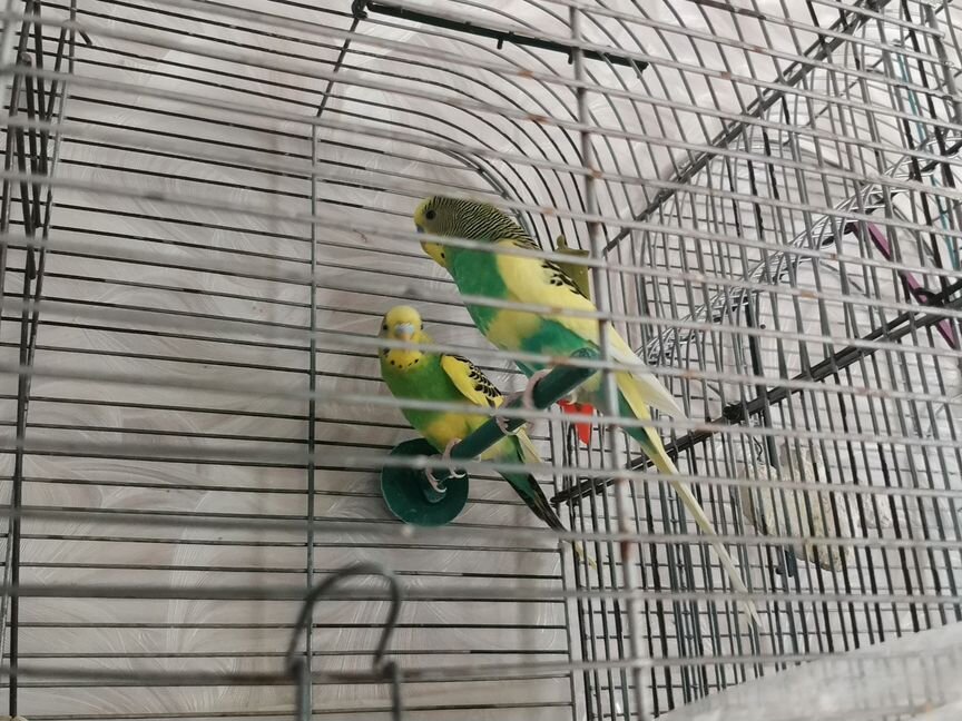 Попугай