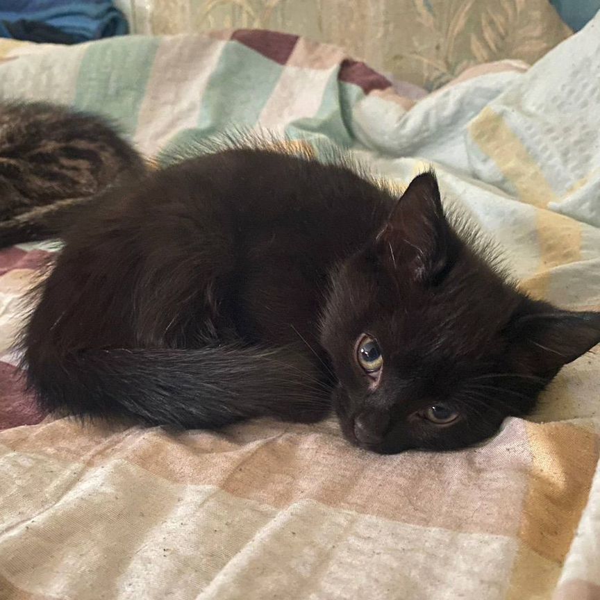 Котёнок в добрые руки