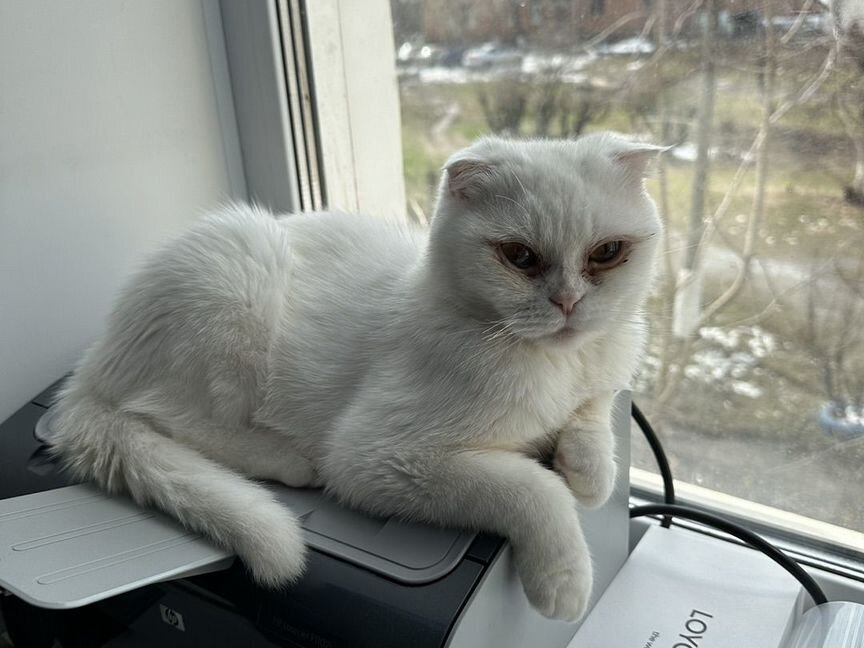Чистокровная шотландская кошка