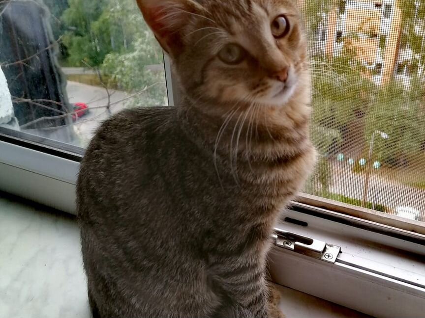 Котенок ищет дом