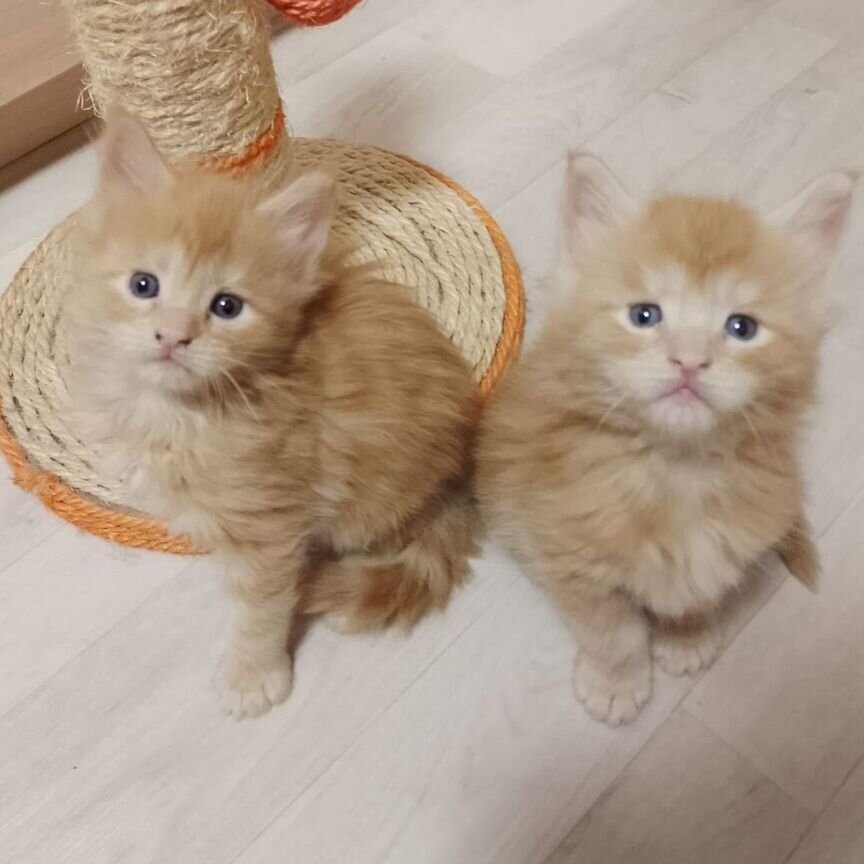 Котята мейн-кун