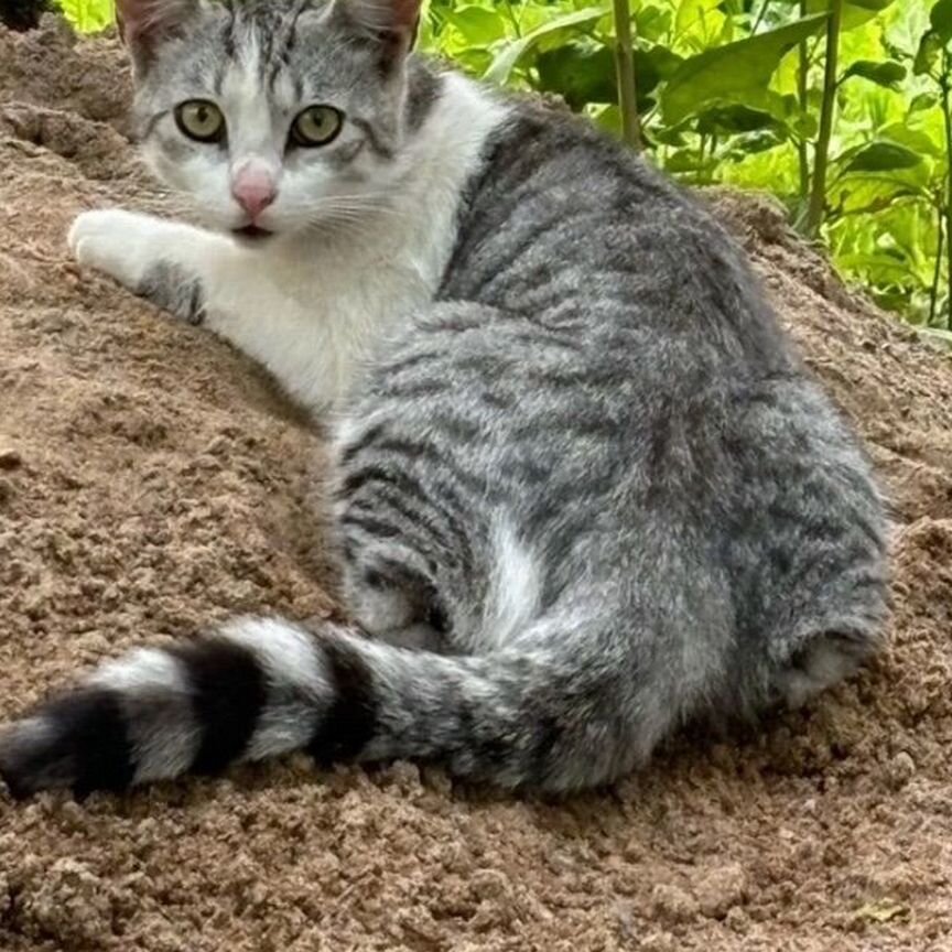 Кот ищет дом