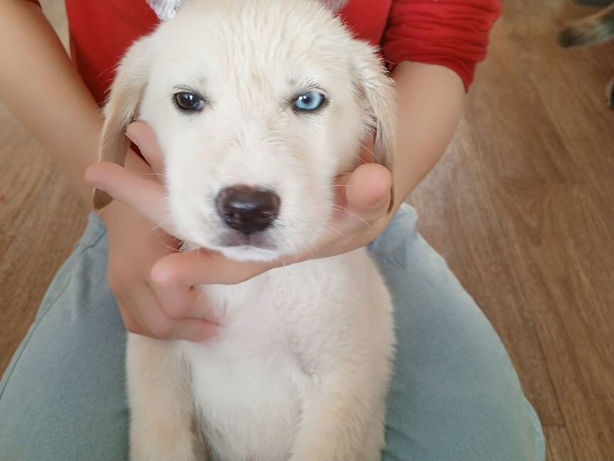 Одам даром в хорошие руки