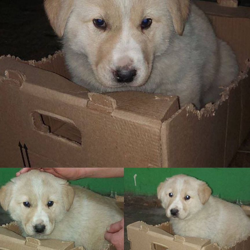 Щенок в добрые руки