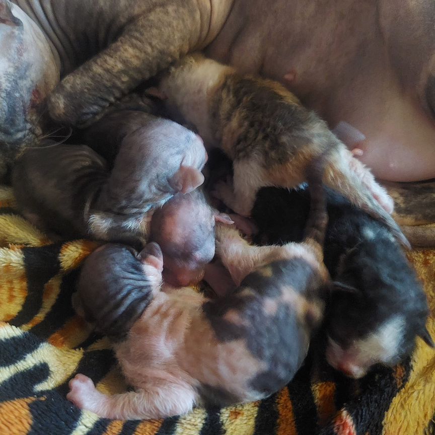 Донской сфинкс котёнок