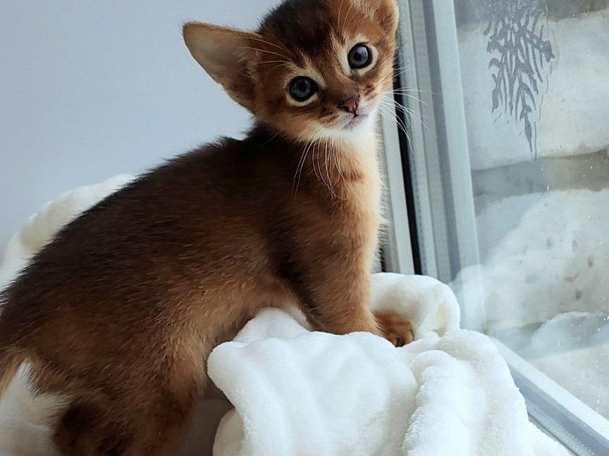 Абиссинские котята