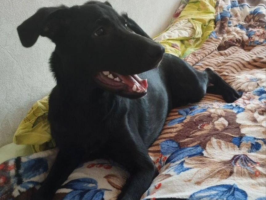 Домашние животные собаки