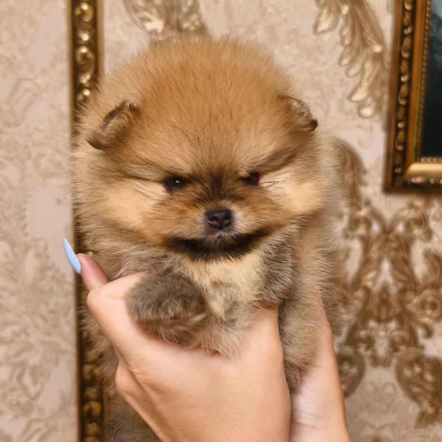 Померанский шпиц