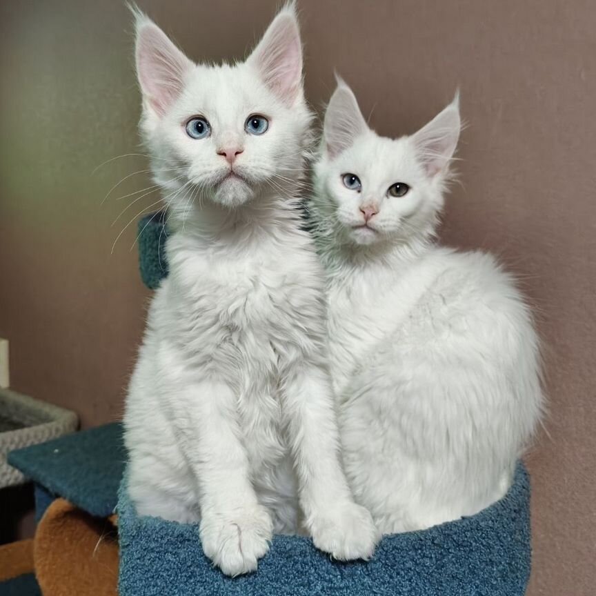 Мейн-кун котёнок