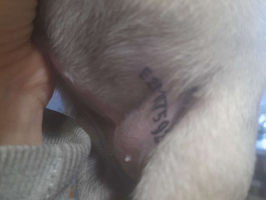 Клеймение щенков