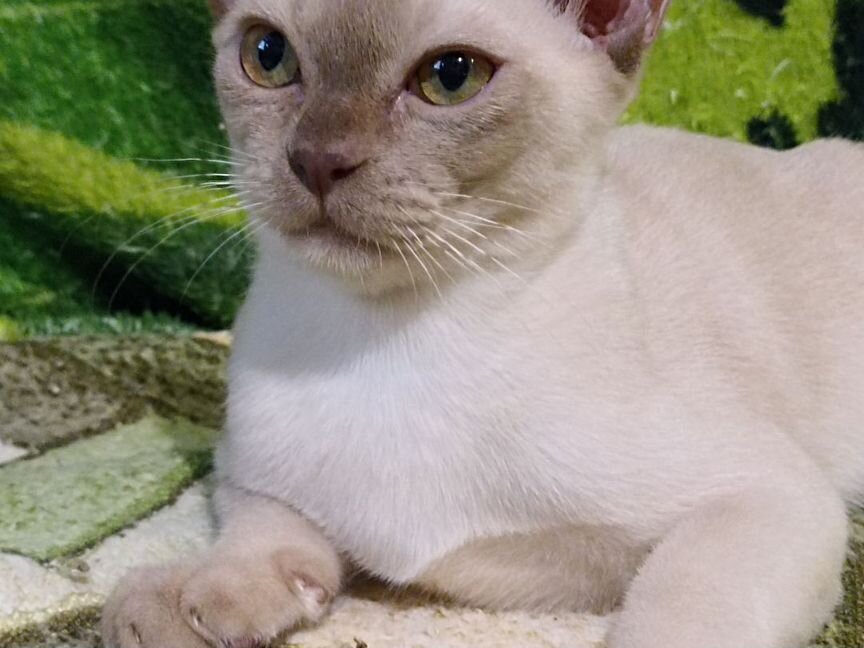 Бурманский котенок