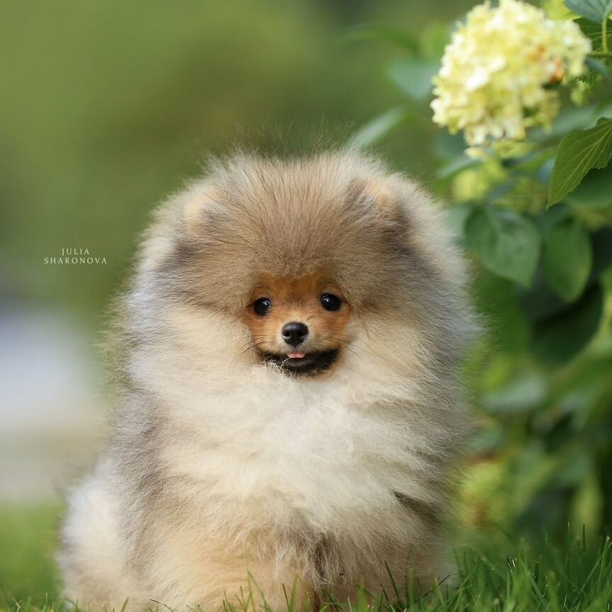 Малыш медвежонок