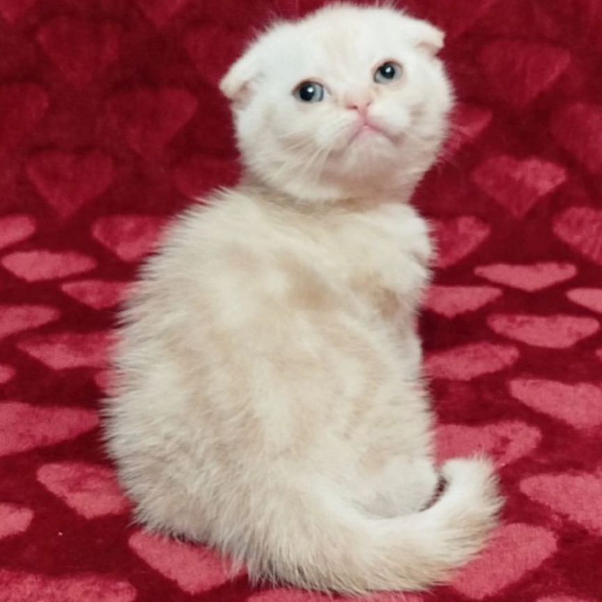 Шотландский солнечный котёнок с документами
