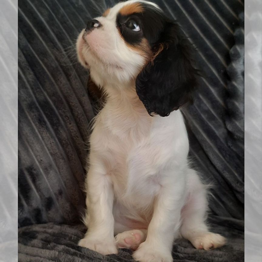 Кавалер Кинг Чарльз спаниель