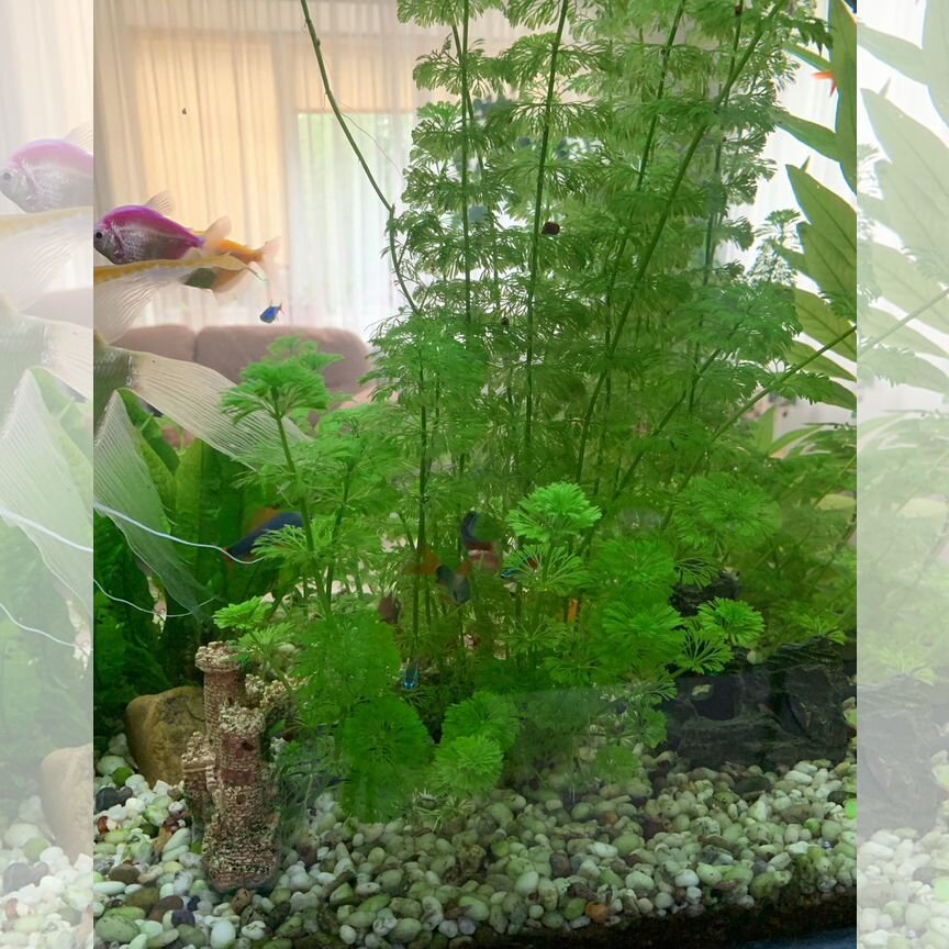 Водное растение для аквариума