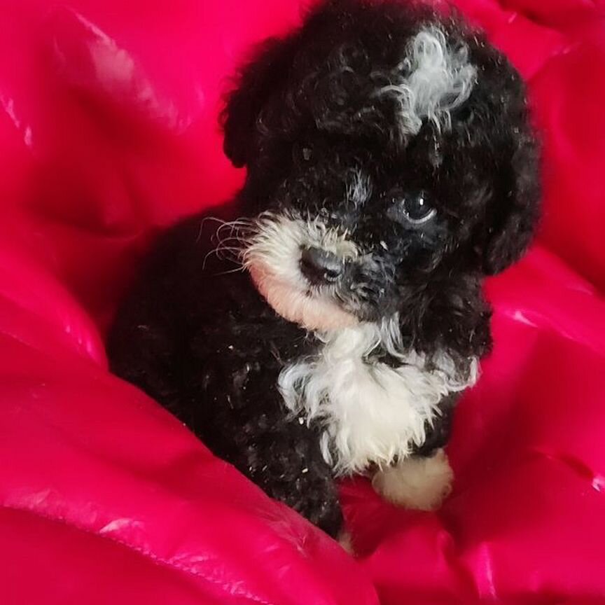 Мальтипушки мальчик и девочка