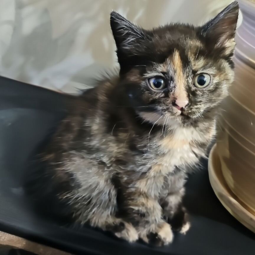 Карельский бобтейл котёнок