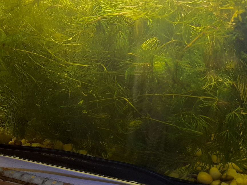 Аквариумные растения