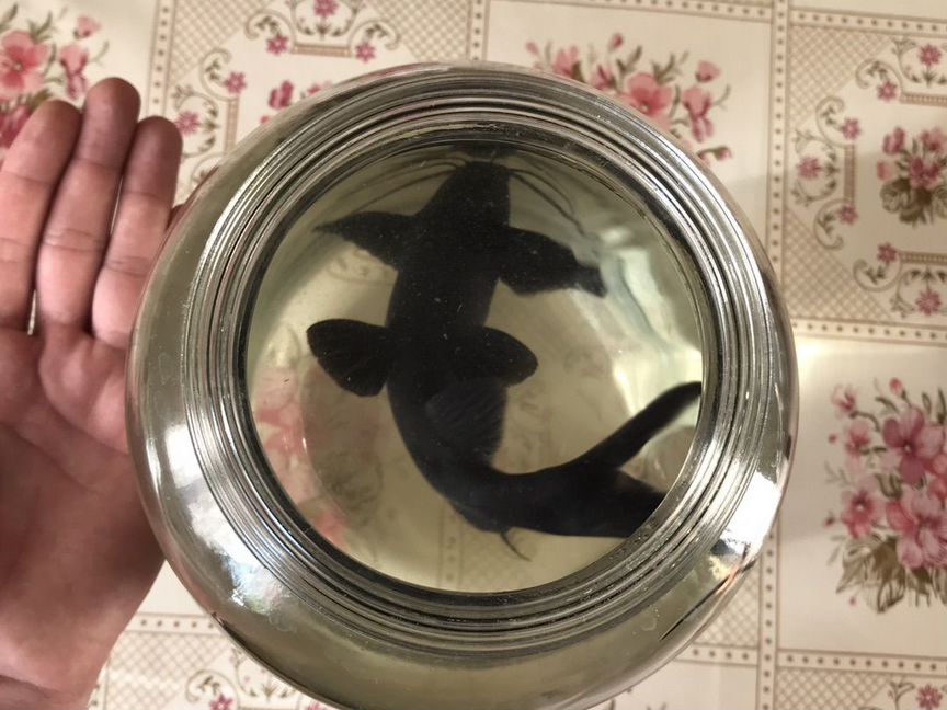 Черный багрус, черный мистус, черная касатка