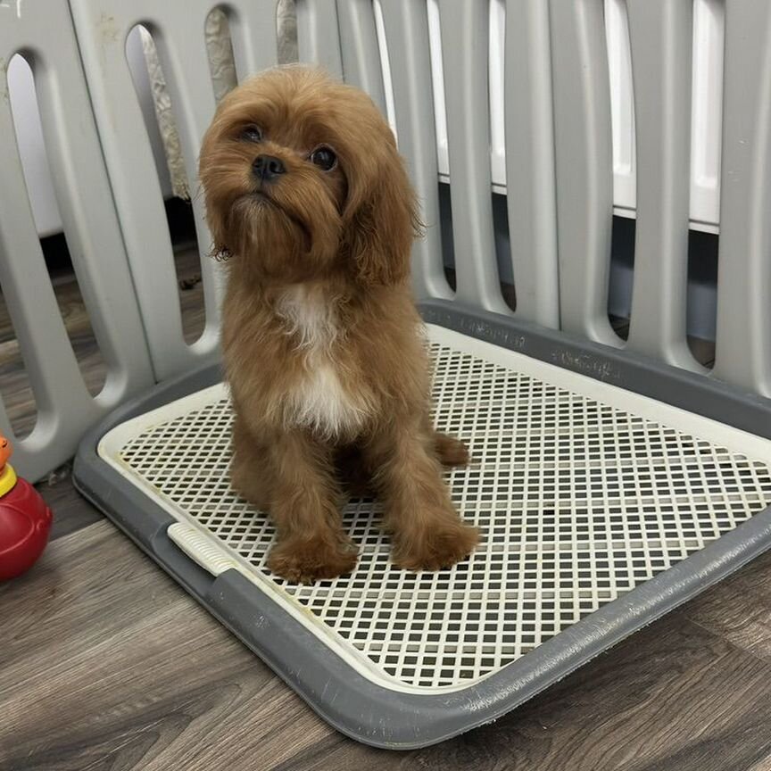 Мальтипу, щенок