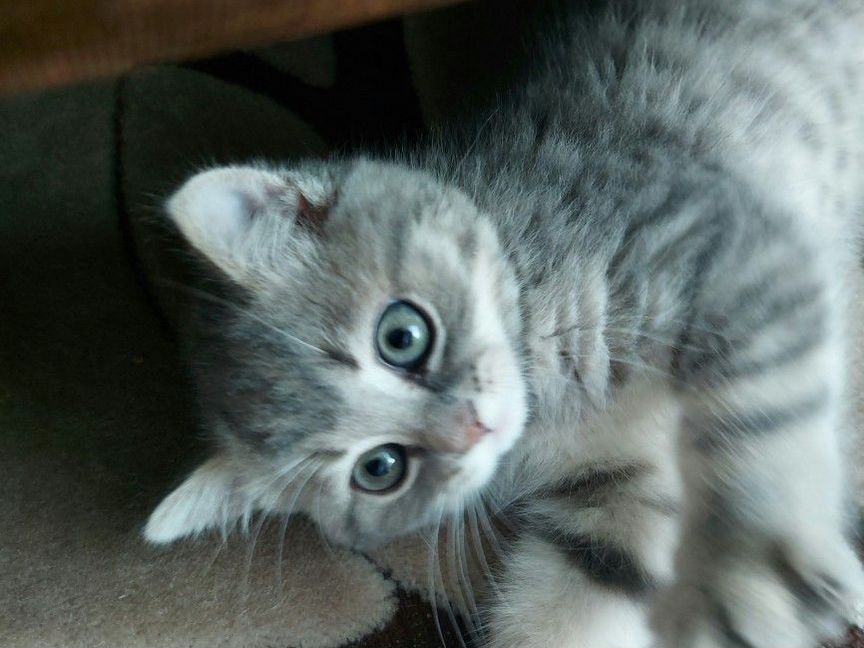 Шотландский кот