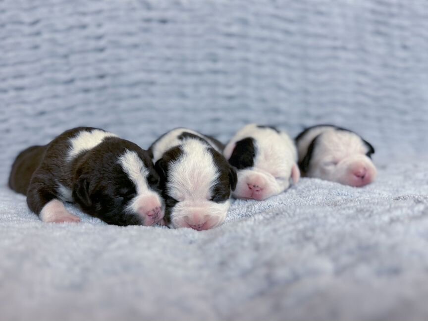 Щенки американского стаффордширского терьера