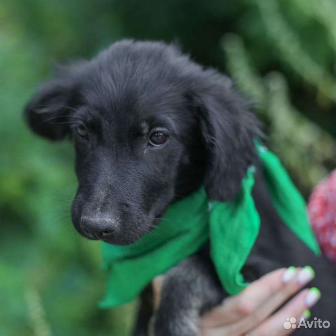 Кокер спаниель помесь