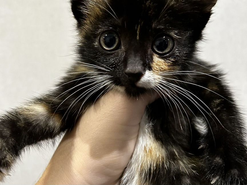 Сибирские котята