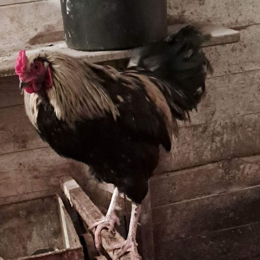 Продам петуха