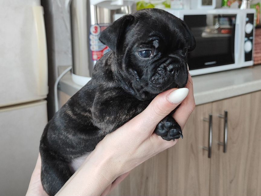 Французский бульдог щенки