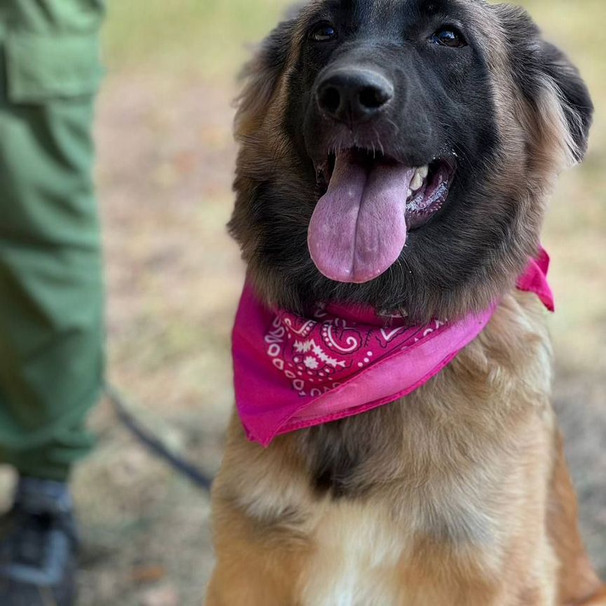 Сэнди-щенок из приюта ищет семью