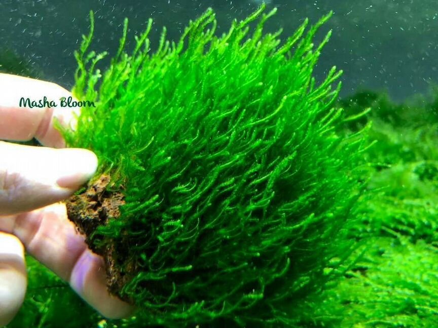 Мох яванский и пламя