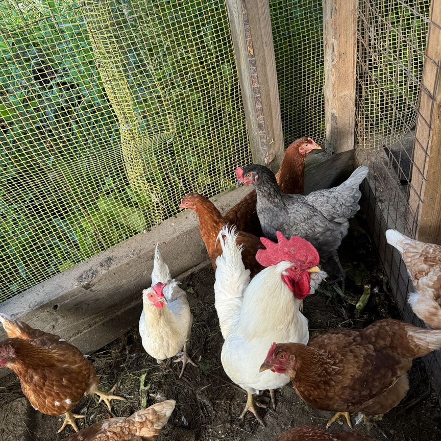 Отдам Петушка Петю 1 год