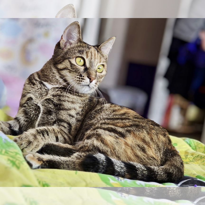 Бенгальская, взрослая кошка