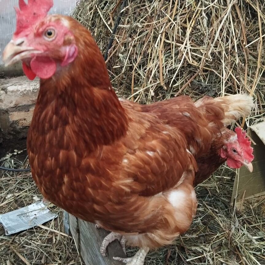 Куры несушки