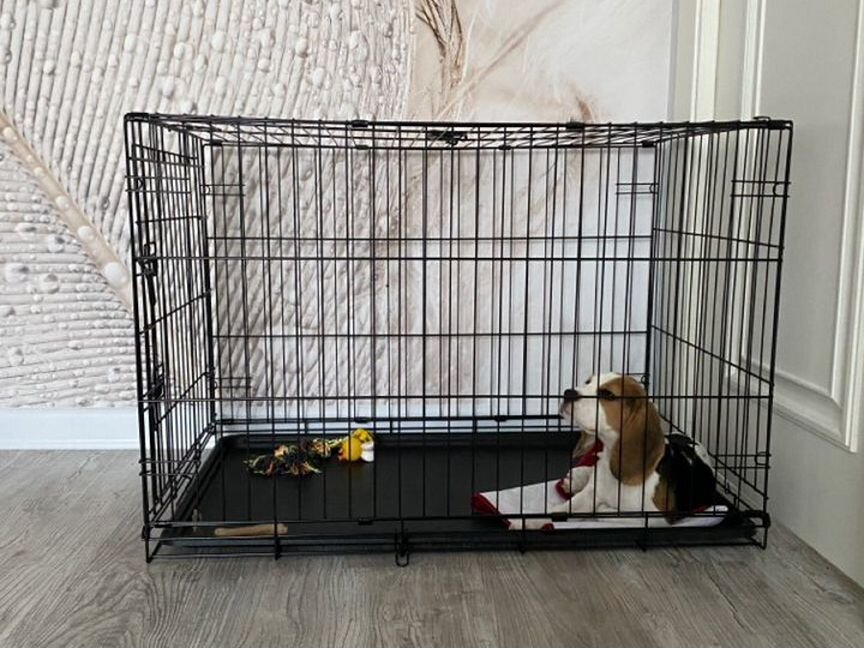 Клетка для собаки Аренда Прокат