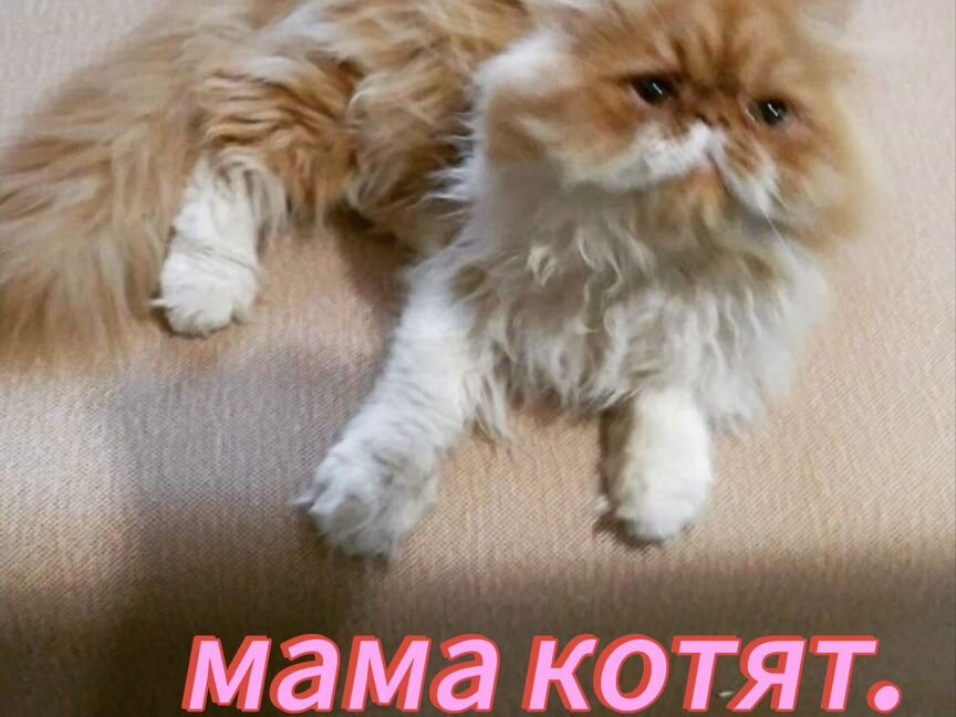 Отдам в добрые руки котят