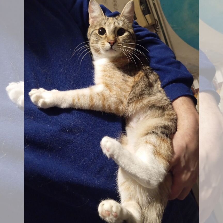 Взрослая, кошка в добрые руки