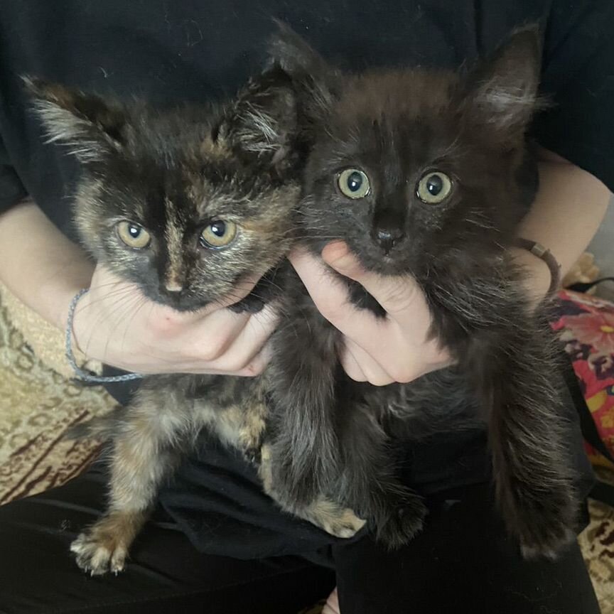 Милые малышки ищут дом