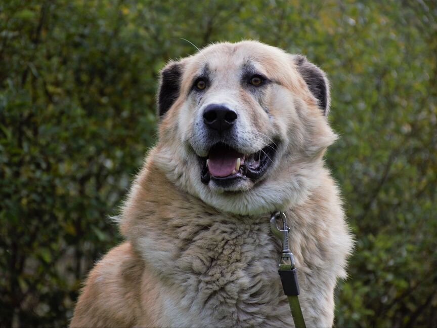 Кавказская овчарка в добрые руки