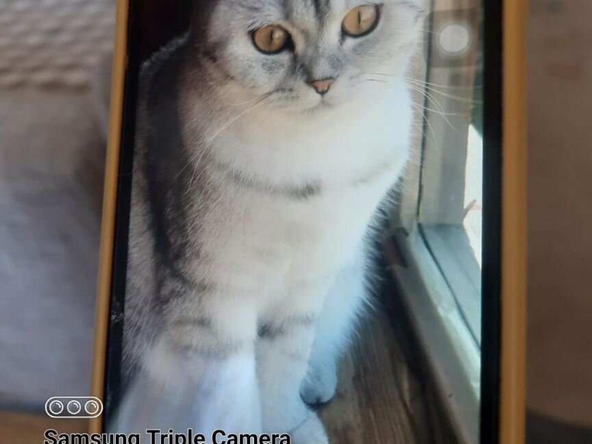 Шотландская вислоухая кошка вязка