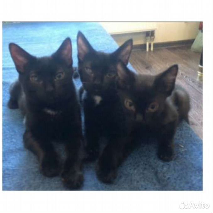 Котята мальчишки лоточек на отлично